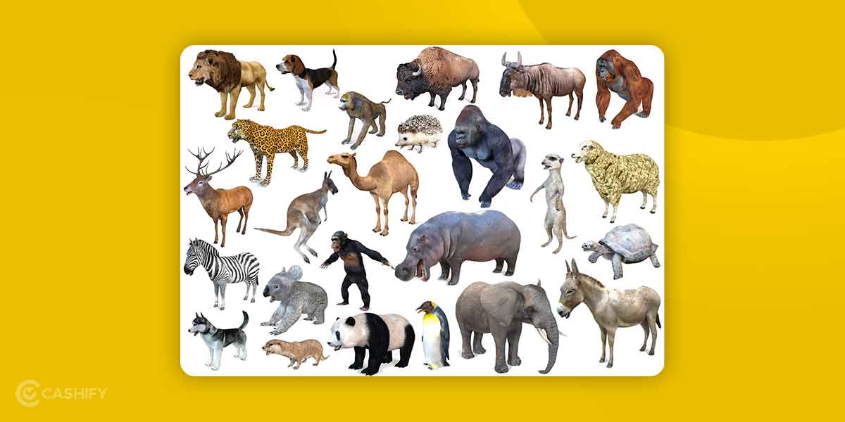 How to Witness 3D & Augmented Reality via Google's 3D Animals | Cashify ...